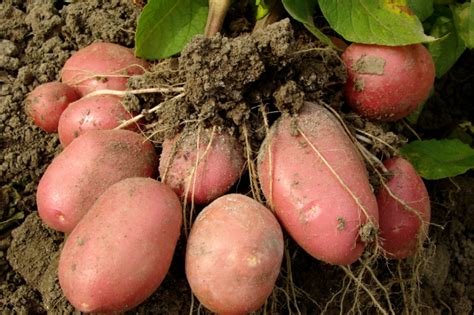 Kartoffeln im Topf pflanzen » So gelingt's