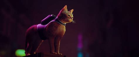 Stray вся информация об игре, читы, дата выхода, системные требования ...