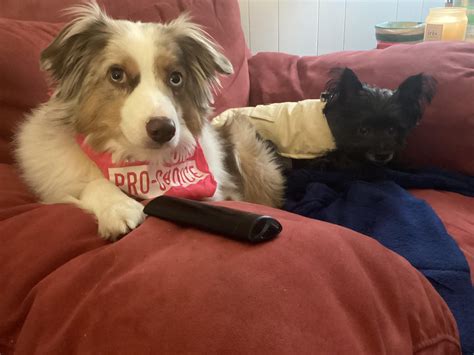 Wants to watch cartoons : r/miniaussie