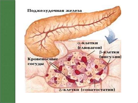 Школа сахарного диабета - презентация онлайн
