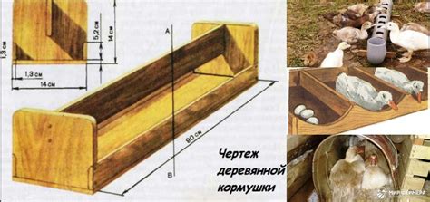 Разведение, содержание и кормление уток в домашних условиях