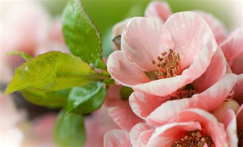 Фруктовый Тест: Угадайте фрукты по их соцветиям | Horticultura, Flores ...
