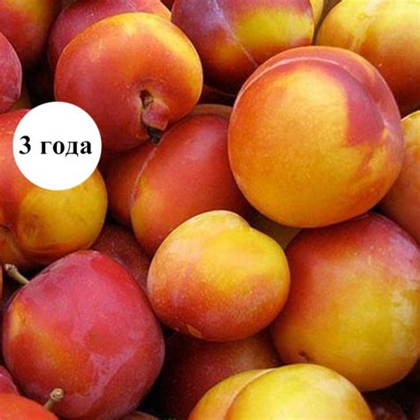 Слива Персиковая, 3 года, саженец 1 шт - купить с доставкой по выгодным ...
