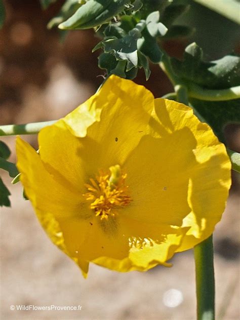 Glaucium flavum - wild in Provence