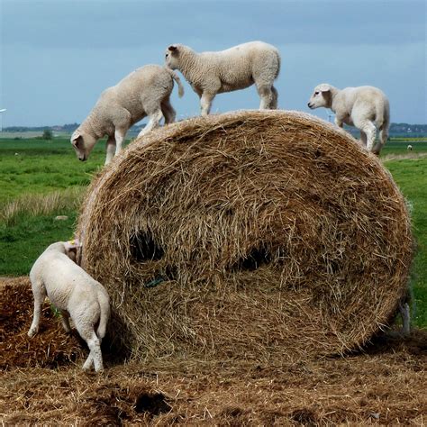 playing lambs | Farm animals, Lamb, Animals and pets