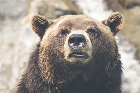 La Déclaration universelle des droits de l'animal - La Fondation Droit ...