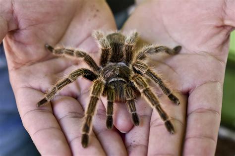 Study Shows Tarantulas Run Faster in Warm Weather | TIME