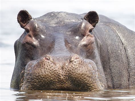Happy Hippo - Freestyle - Olympus Fotoforum | Die OM-System Community