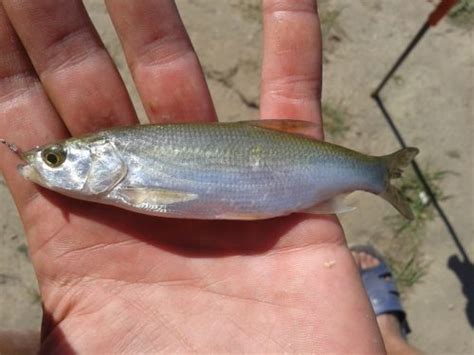 Ловля жереха на живца - читайте на Сatcher.fish