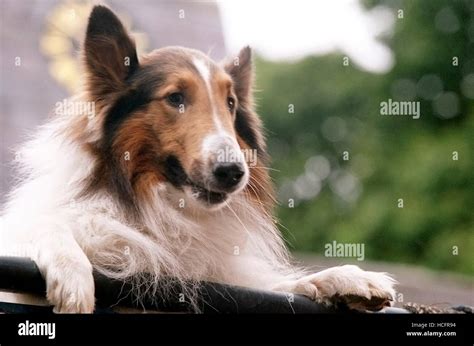 LASSIE, Lassie, 2005. © Straßenrand Sehenswürdigkeiten/Courtesy Everett ...