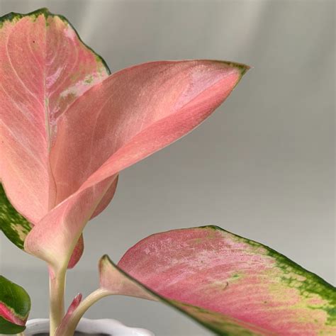 Aglaonema Red Zirkon - Compagnia delle Piante Ornamentali