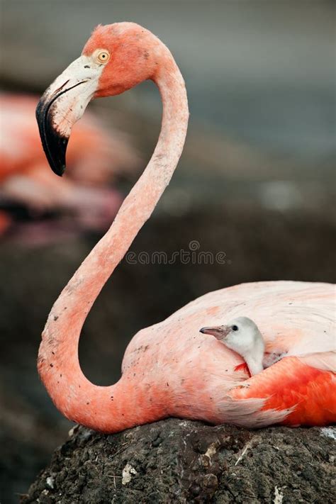Baby Flamingos