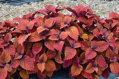 Inferno Coleus (Solenostemon scutellarioides 'UF13-26-7') in Naperville ...