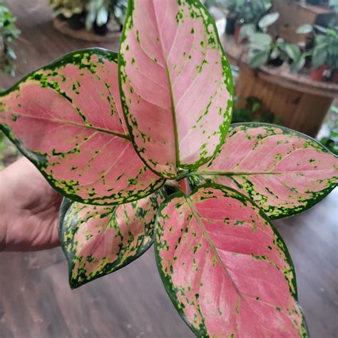 Aglaonema Auspicious Red, 52% OFF