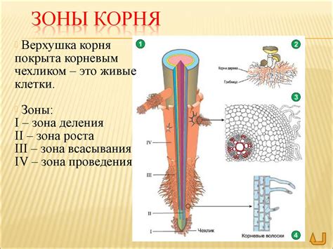 Корень. Виды, разнообразие корней. Корневая система - online presentation