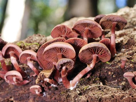 Tubaria rufofulva (Fungi of southern Africa) · iNaturalist
