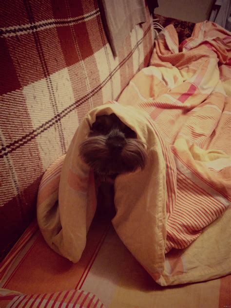 Котопёс | Пикабу