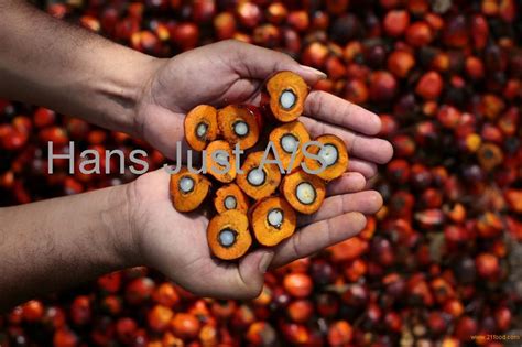 Palm acid oil (PAO), palm fatty acid distillate, R..,Denmark Palm Oil ...