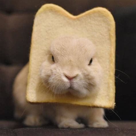 Pin on Animals- BUNNIES & FARM