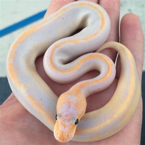 Banana Ball Morph List World Of Ball Pythons