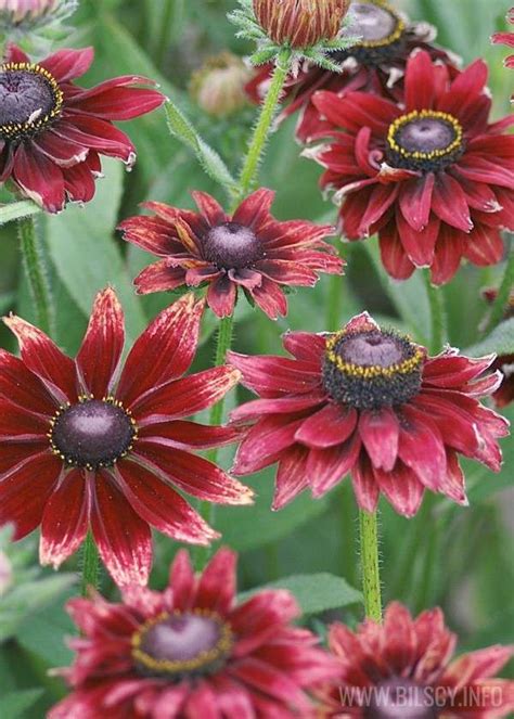 Rudbekia 'Cherry Brandy' (Rudbeckia hirta) - Bilscy.info