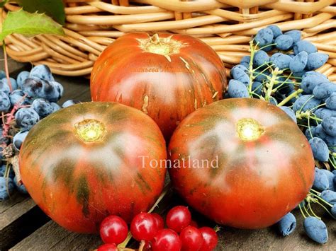 Томат Малиновая нерка: описание сорта, отзывы, фото