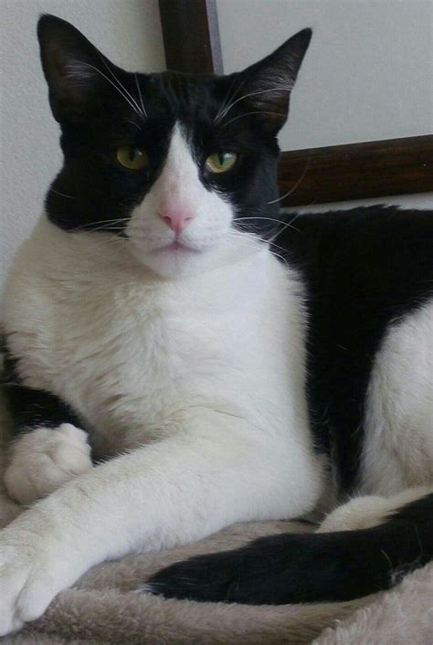 Fígaro del alma mía | Gatos, Mascotas, Cariñositos