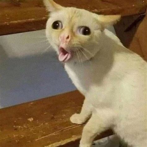 Создать мем 'Кашляющий кот'