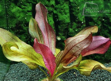 Echinodorus Joyo Bright Star- Эхинодорус Яркая звезда Джойо ...