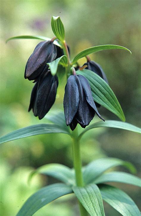 A Digital Botanic Garden: Fritillaria michailovskyi, Liliaceae