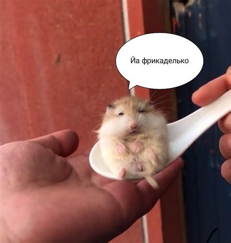 Создать мем "хомяк с ложкой, хомячок милый, хомяки" - Картинки - Meme ...