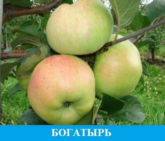 Каталог саженцев купить весна 2025 или осень 2025 в мичуринском ...