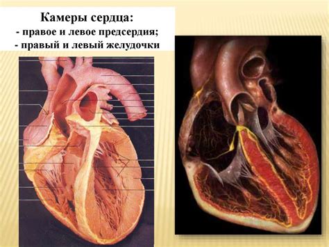 Анатомия сердца (практическое занятие) - презентация онлайн