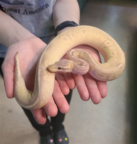 Banana Lesser Ball Python