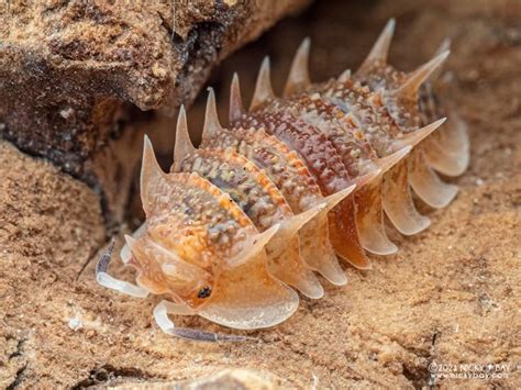 Spiky woodlouse (Pseudarmadillo spinosus) - PB024828b