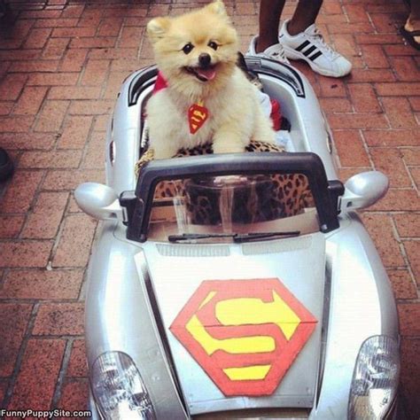 Super Dog - funnypuppysite.com
