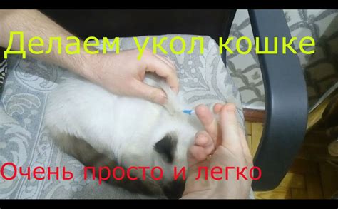 Как сделать укол кошке в холку - YouTube