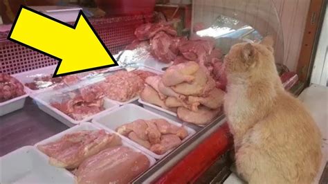 Кот выпрашивал в магазине мясо и куда-то уносил, продавец проследил за ...