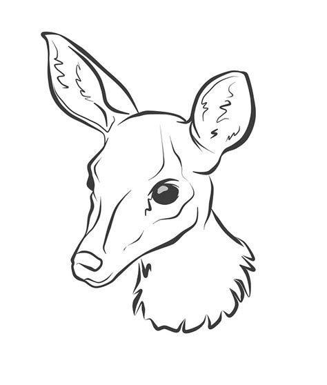 Coloring Deer Bw · Free image on Pixabay