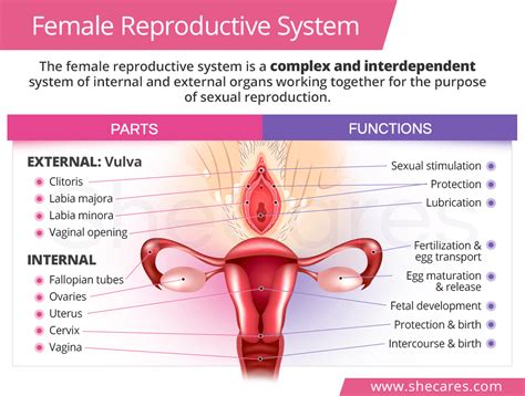 Female Reproductive System: Parts & Functions | SheCares