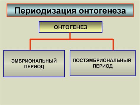 Онтогенез. Типы онтогенеза - презентация онлайн