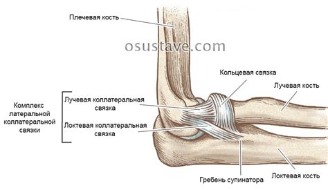 Тендинит собственной связки надколенника: причины, виды, симптомы и лечение