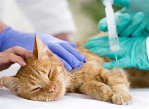 Veterinary Pharmaceutical Companies in Hyderabad | Pharma Dealers