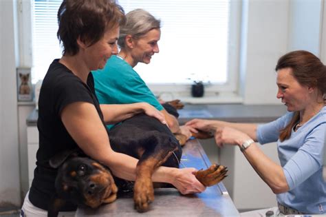 Ultraschall & Sonografie beim Haustier - Vorsorge für Hund & Katz