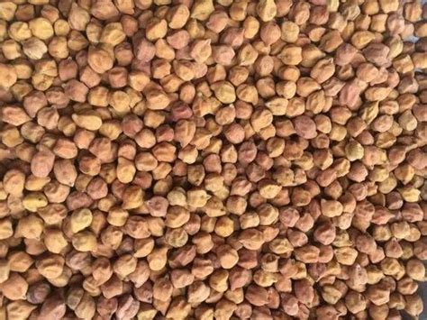 Chana at Best Price in Mumbai, Maharashtra | Dyn Fastener