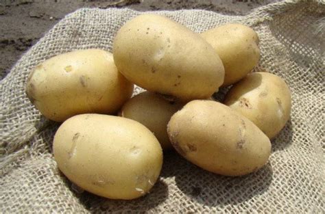 Репродукция картофеля: что это такое? Что означает первая и 2 ...