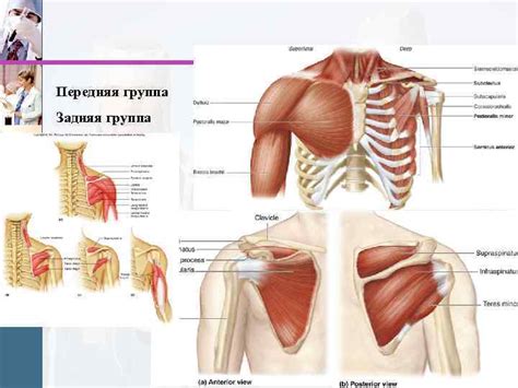 Передняя группа Задняя группа Cтенки: Передняя: m.