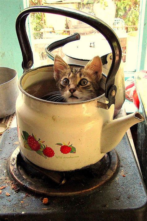 Кошки - это жидкость, есть доказательства » BigPicture.ru