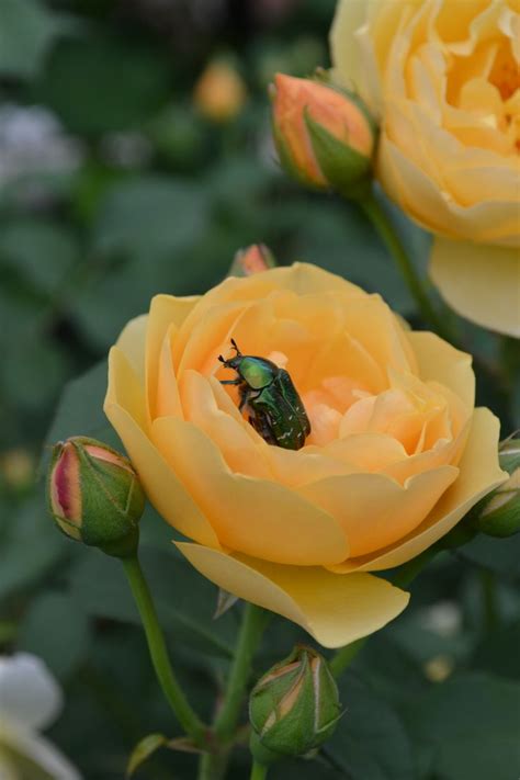 a green bug sitting on top of a yellow rose in the middle of some flowers