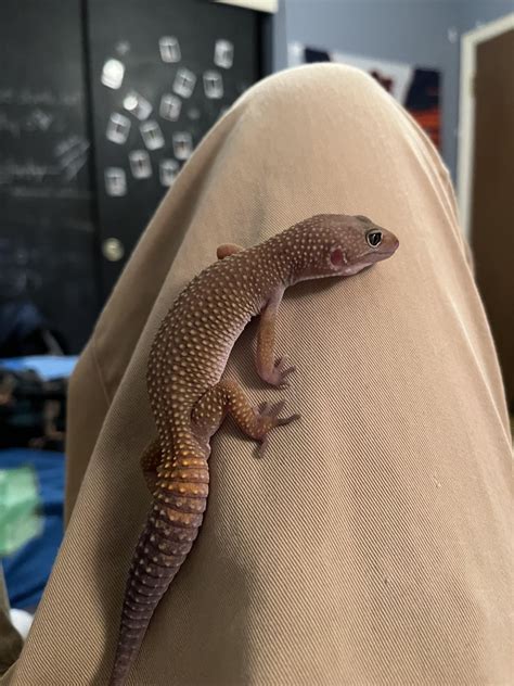 this is gary, anyone know what morph he is? : r/leopardgeckos